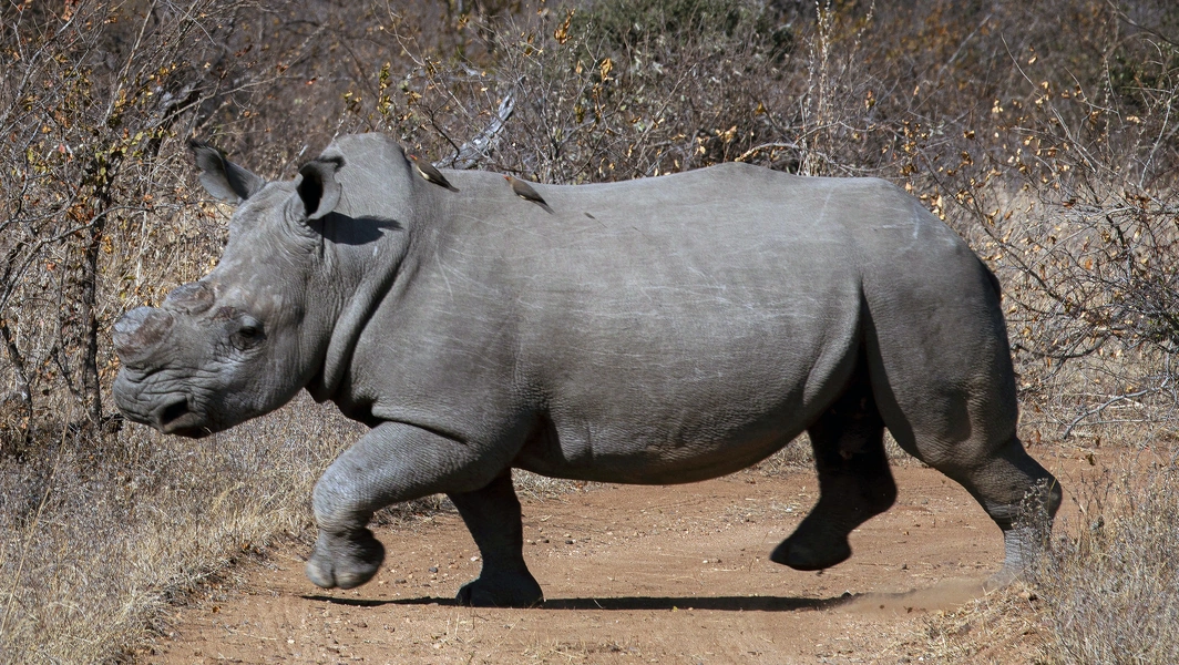 Porsche partnership boosts rhino protection in Greater Kruger