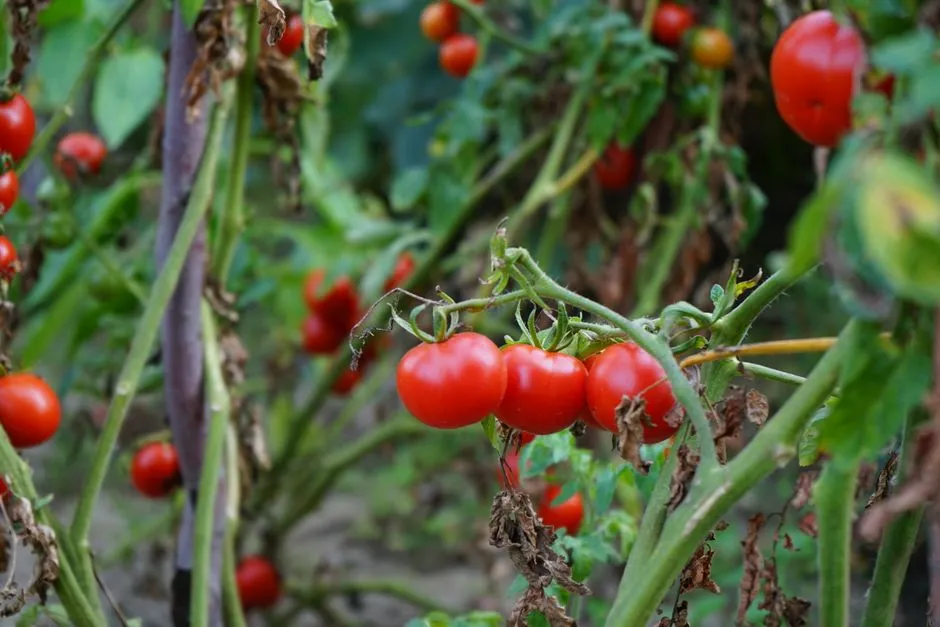 You've been pruning your tomato plants wrong this whole time. Here's why