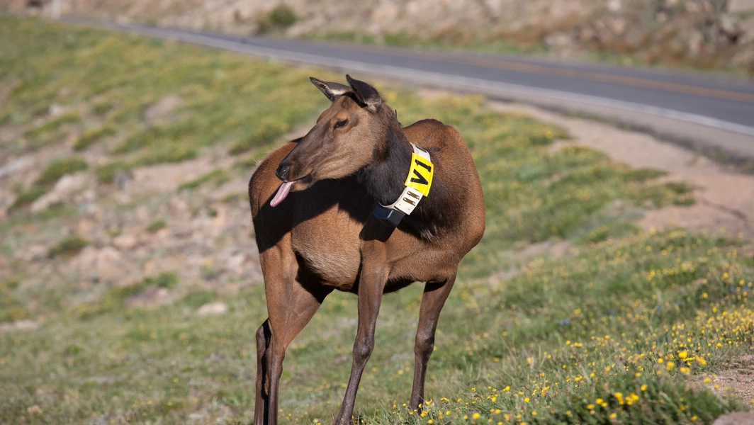 Reading wildlife patterns through modern tracking tools