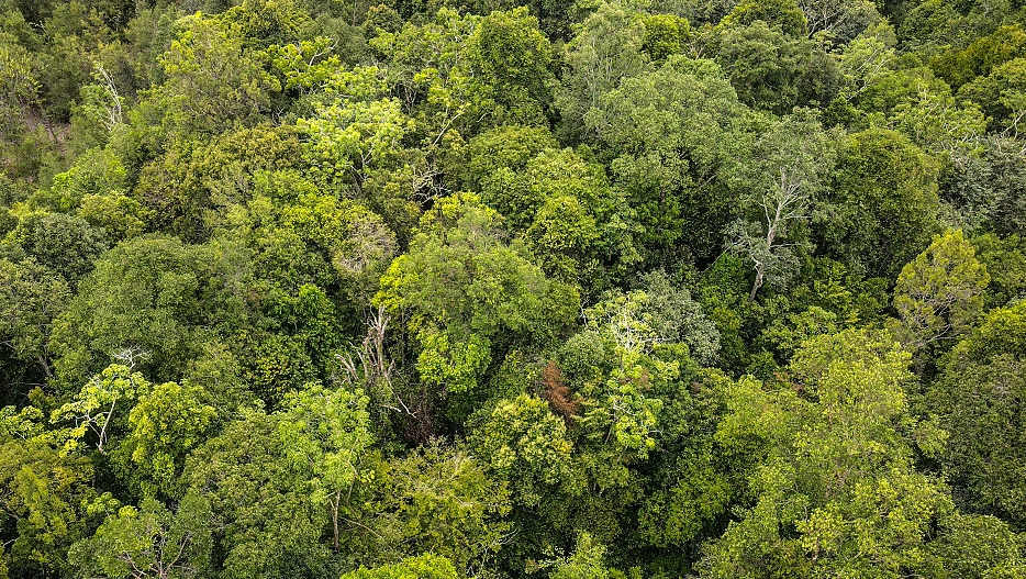World Rainforest Day marks decade with India in focus