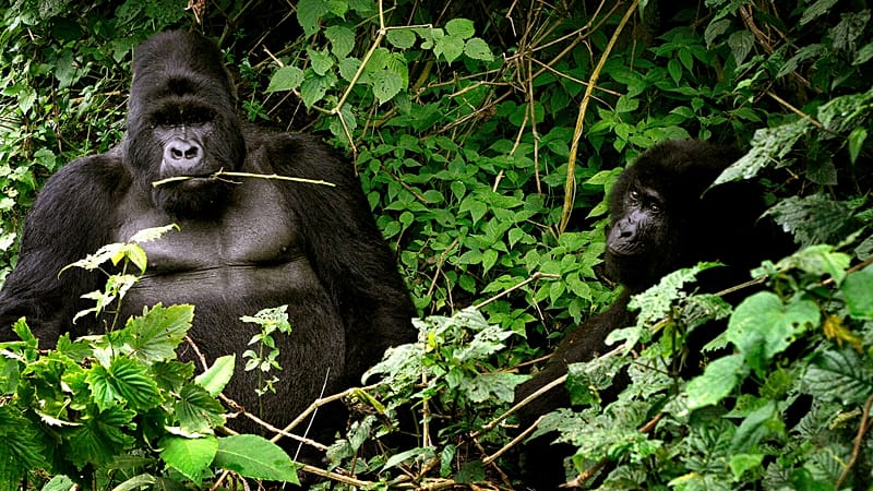Uganda conservationists increase efforts to protect mountain gorillas