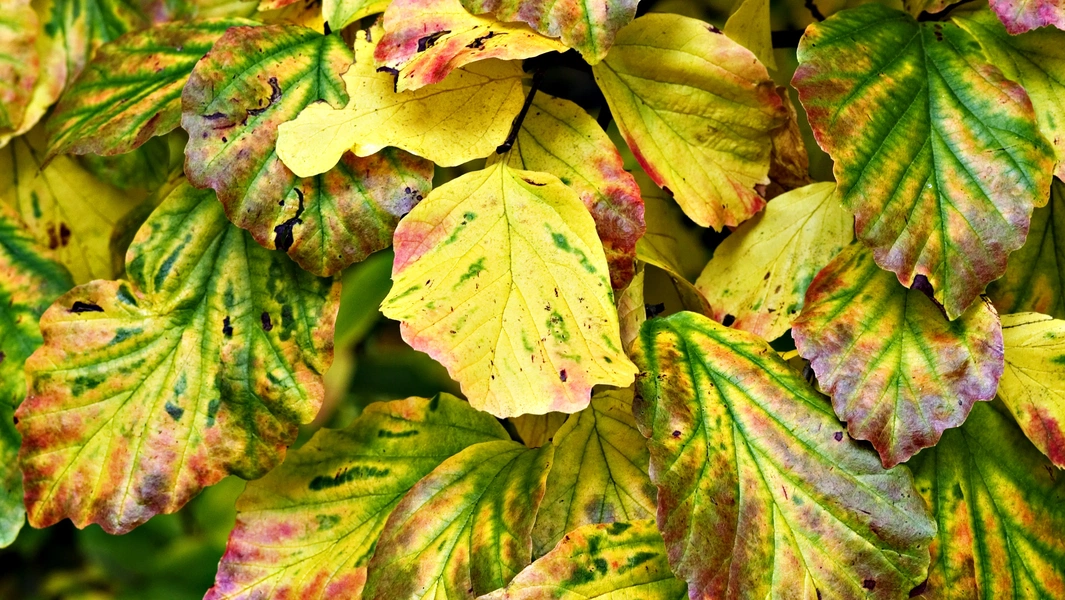 Potassium-rich solutions for healthy soil and plants