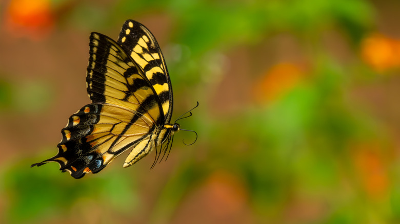 Plant these 12 fast-growing herbs to turn your garden into a butterfly ...