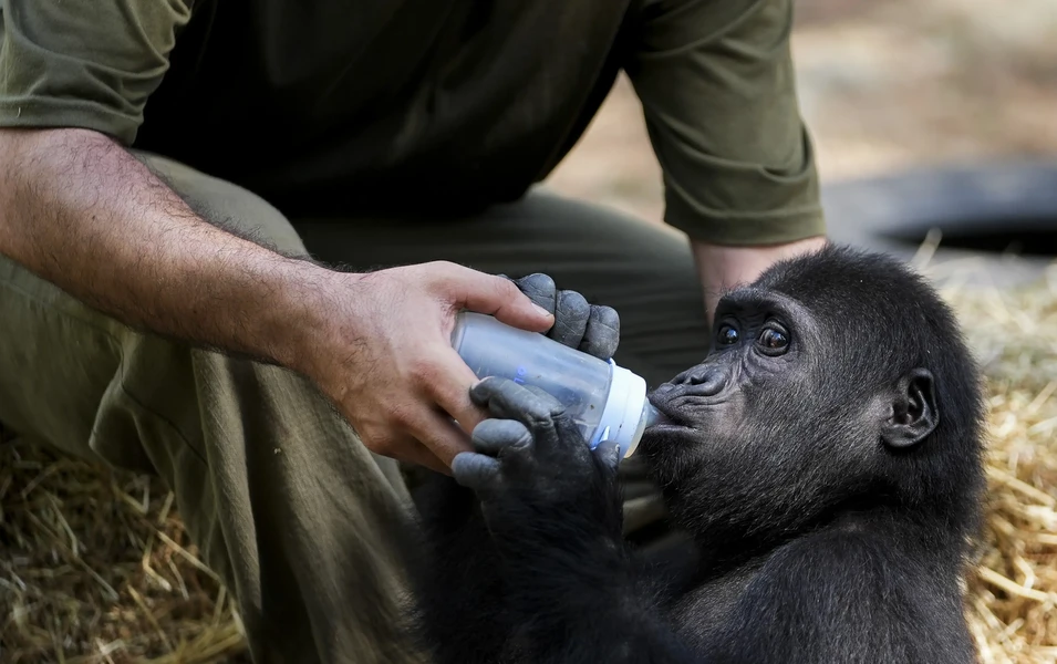 Multiple rescues and viral gorilla clip highlight animal recovery