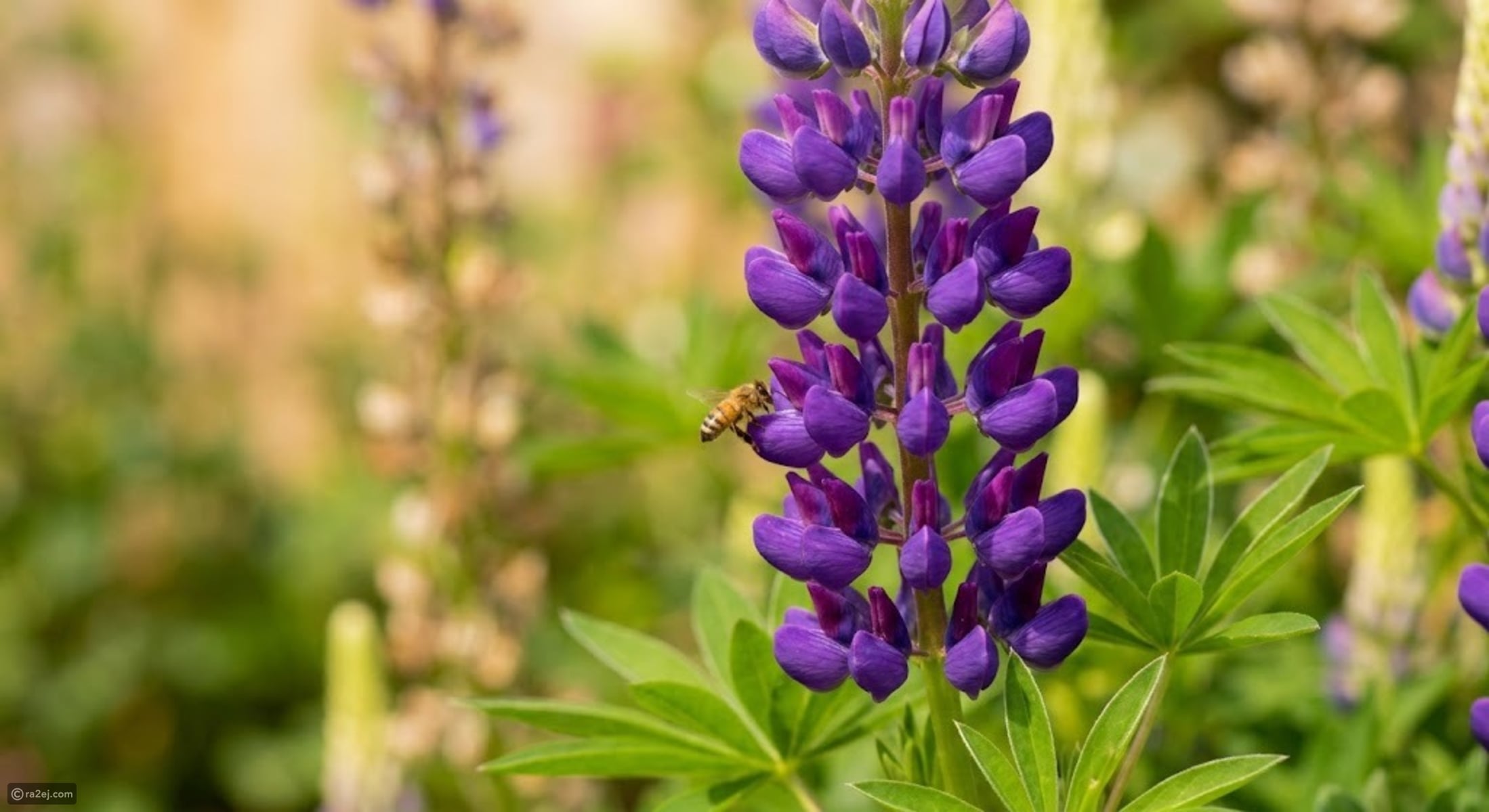 Warning to Brits: Beautiful but deadly flowers pose a risk to children ...