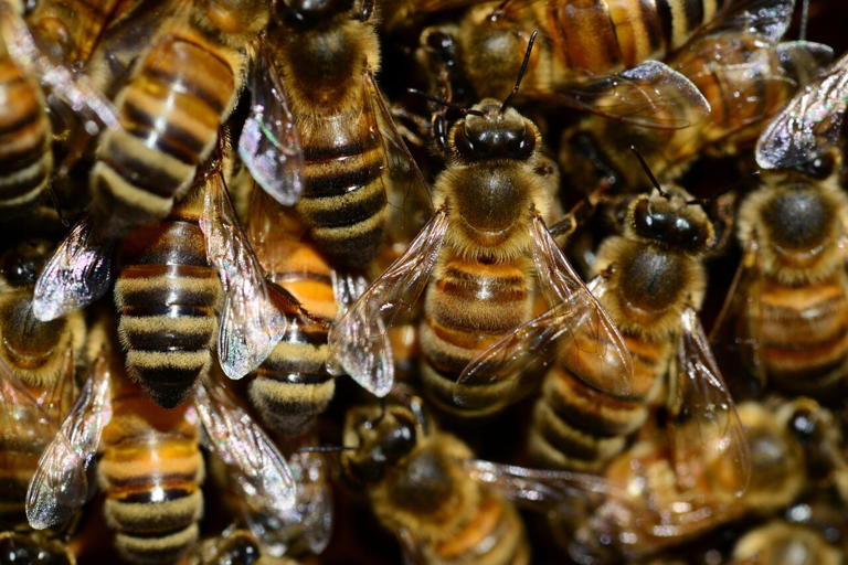 Beekeepers working to revolutionize Canadian honey industry with ...