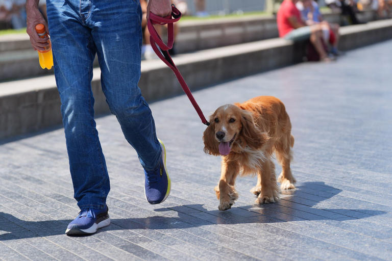 What temperature is too hot to walk a dog in a heatwave?