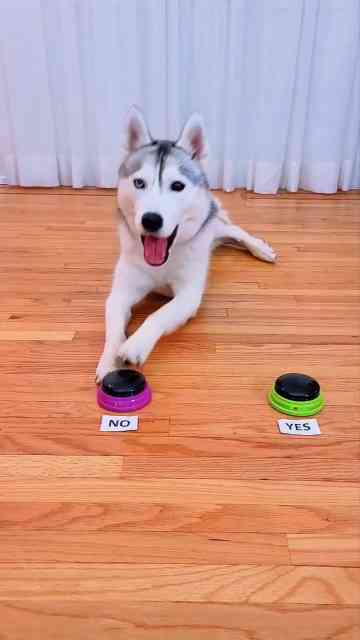 Dog answers fan questions using talking buttons! (Does she think she's ...