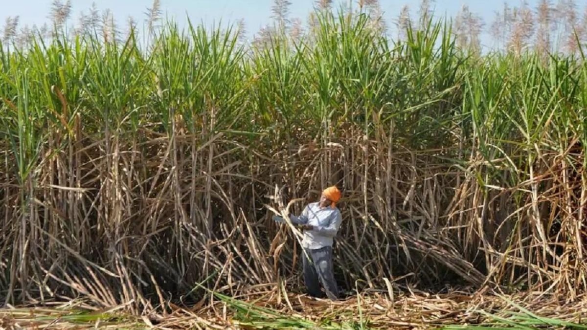 Amid ethanol demands, El Nino to strain India's sugar exports for years