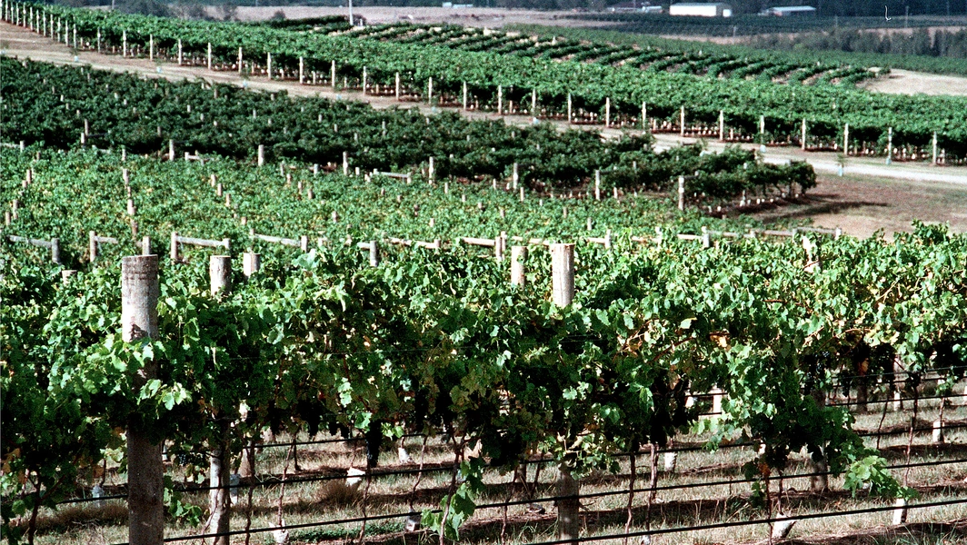 Lockdown vineyard leads to acclaimed debut wines in Cape Town