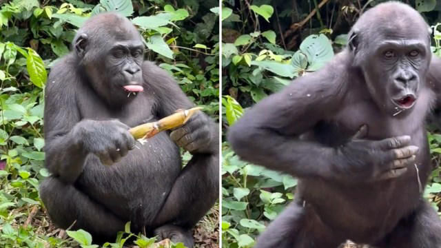 Rescued gorilla Little Barbie looks tiny, then ends the clip with a ...