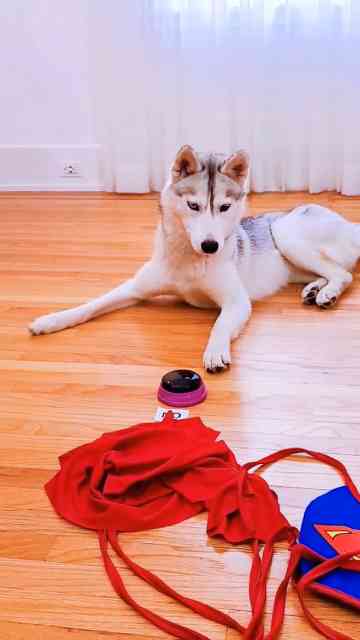 Dog answers fan questions using talking buttons! (Is she a secret doge ...