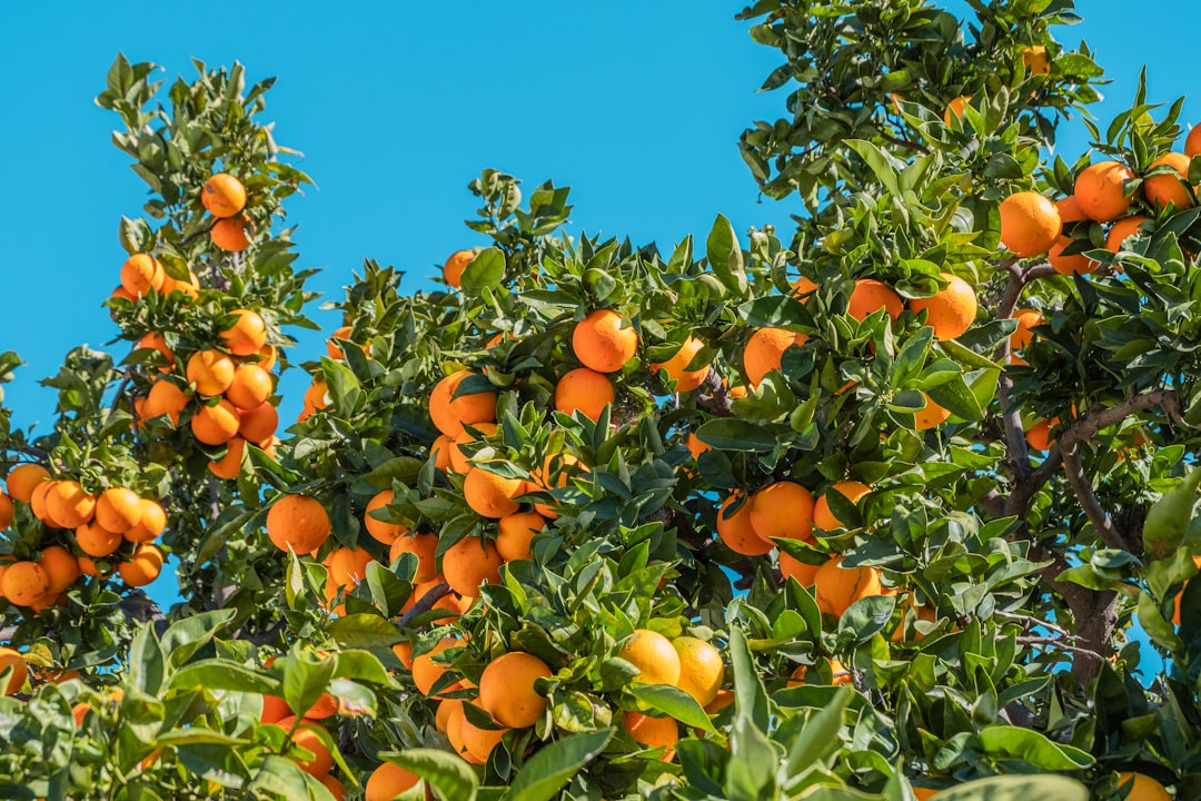 The basics of planting and growing citrus trees
