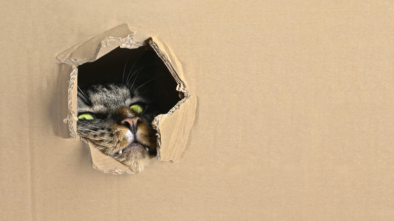 Just 16 hilarious cat photos you need to see right this minute