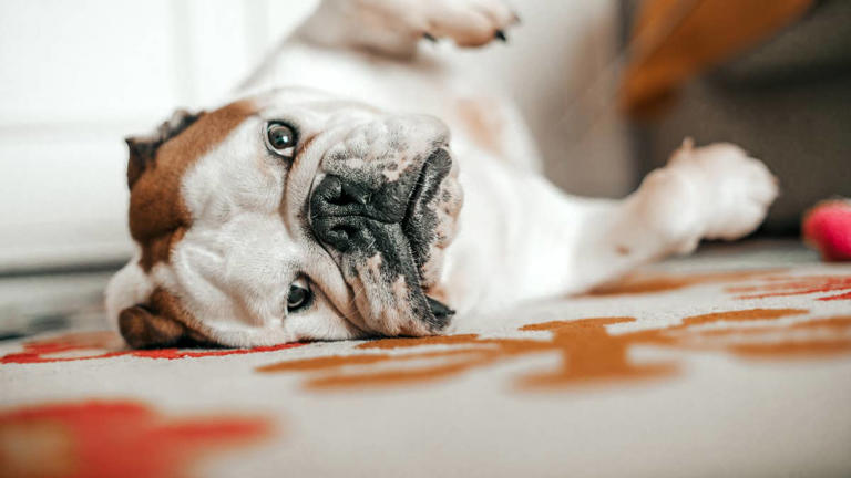 Mom-to-be practiced swaddling on her 80-pound bulldog — 'You're a ...