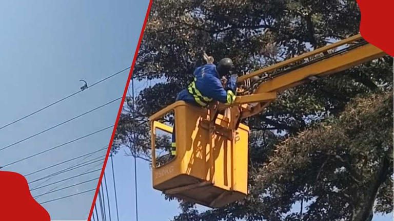 Nakuru: Kenya Power, KWS rescue young monkey stranded on electric power ...