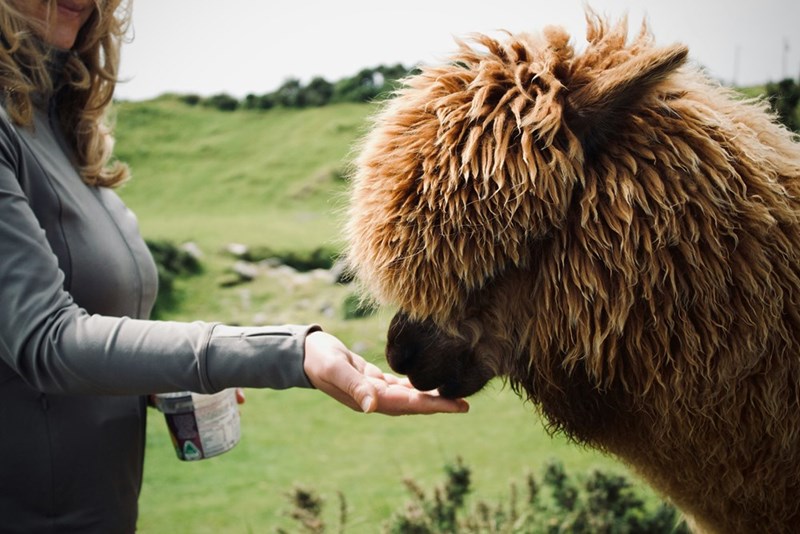 Couple buys food to feed animals at a rescue, only to be met with a ...