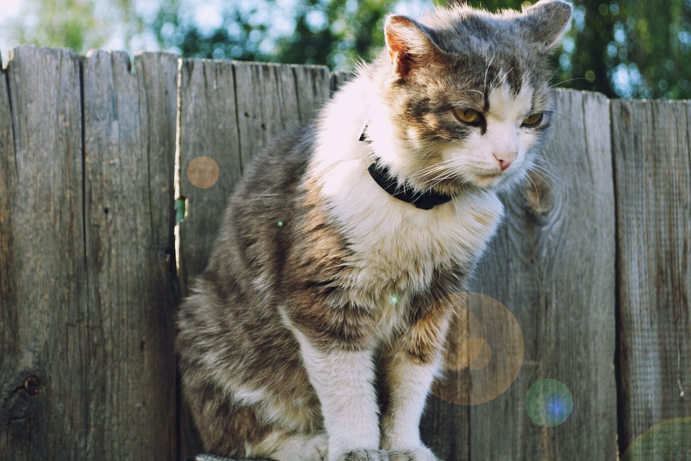 15 signs your pet's anxiety is worse than you thought