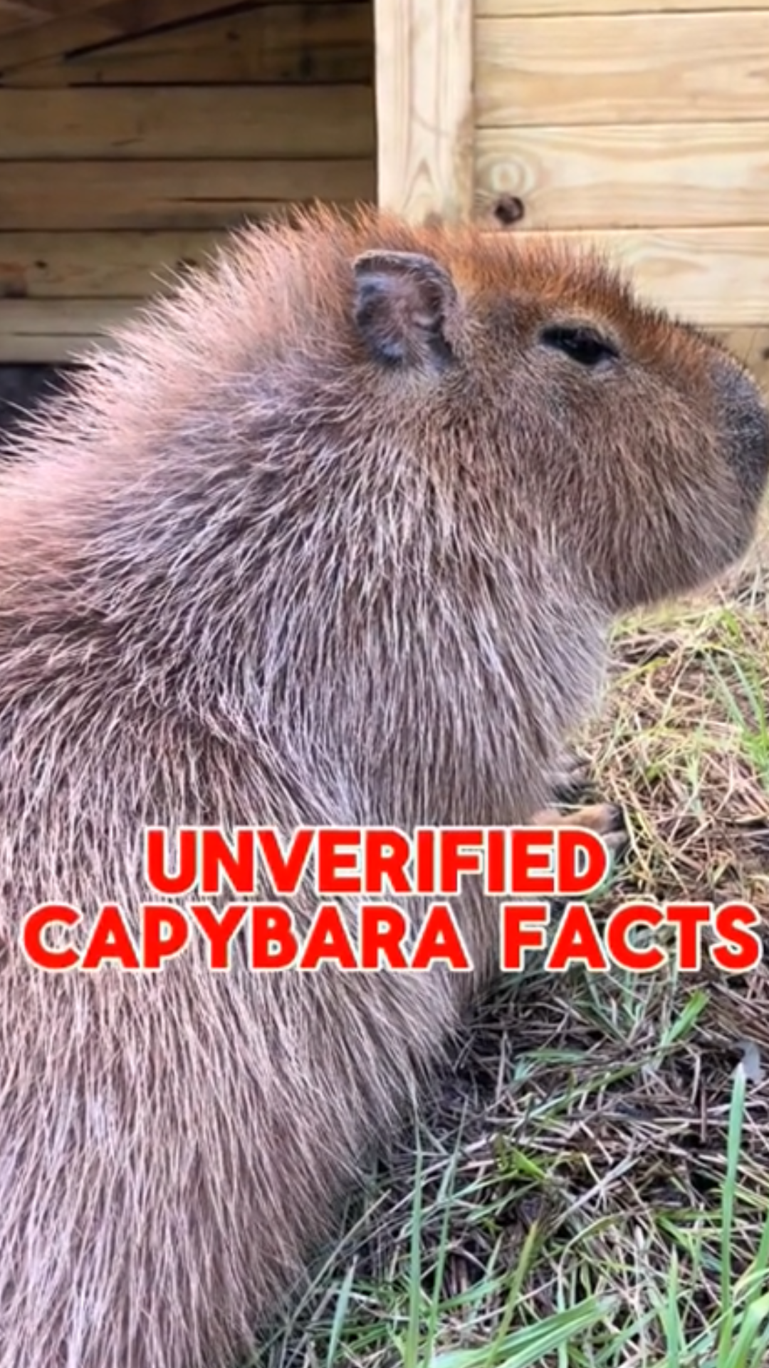 Hilarious capybara trivia that will make you smile