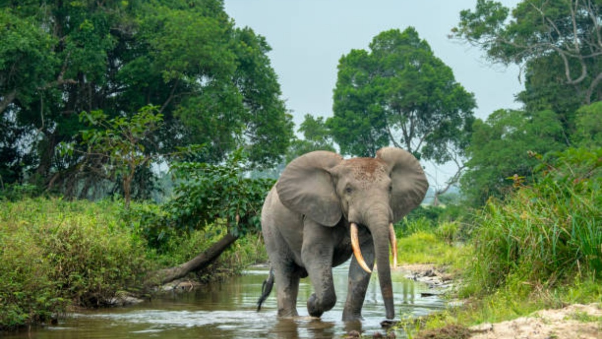 The elephant you're most compatible with, according to your personality