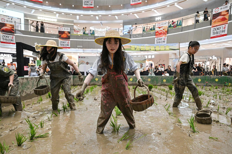 China Mall turns into rice paddy field for competition