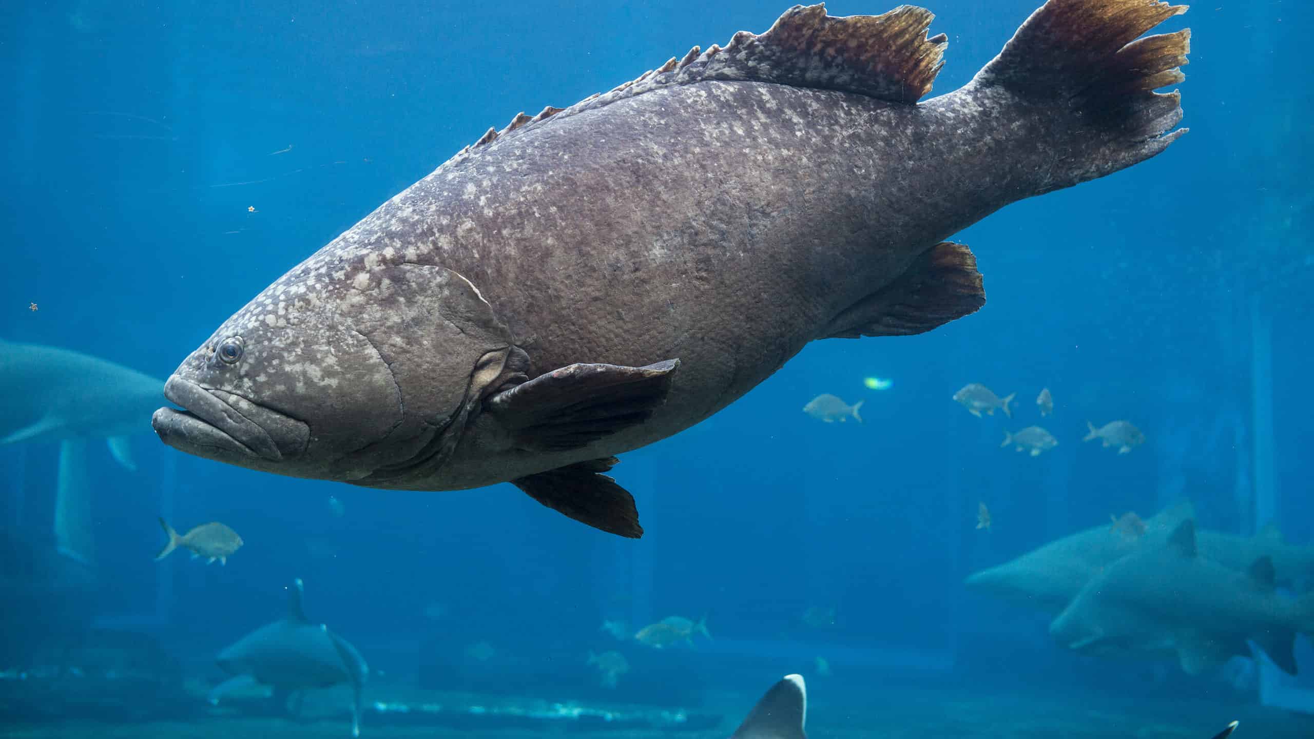 The largest grouper ever caught was a monster fish that may never be topped