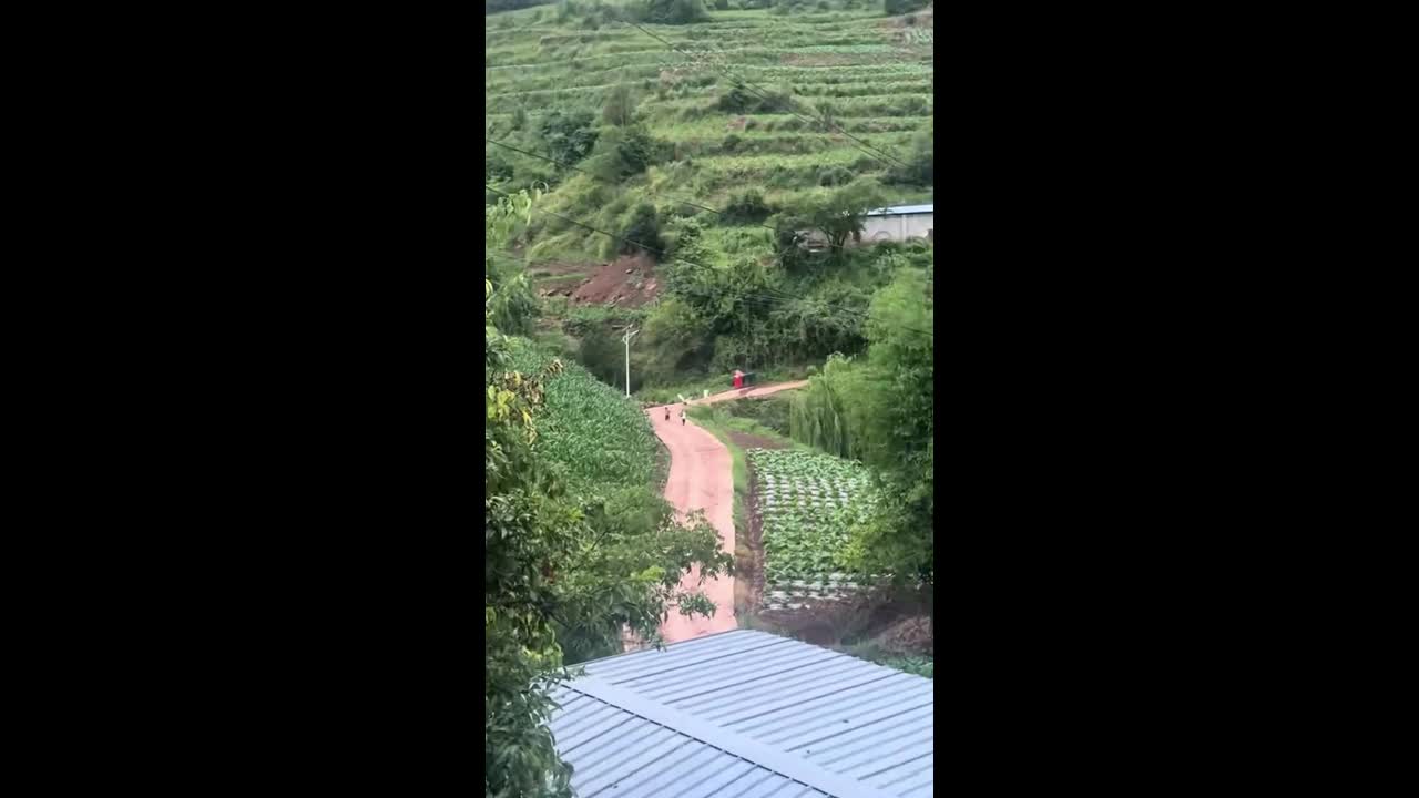 Geese chase two children in Sichuan, China