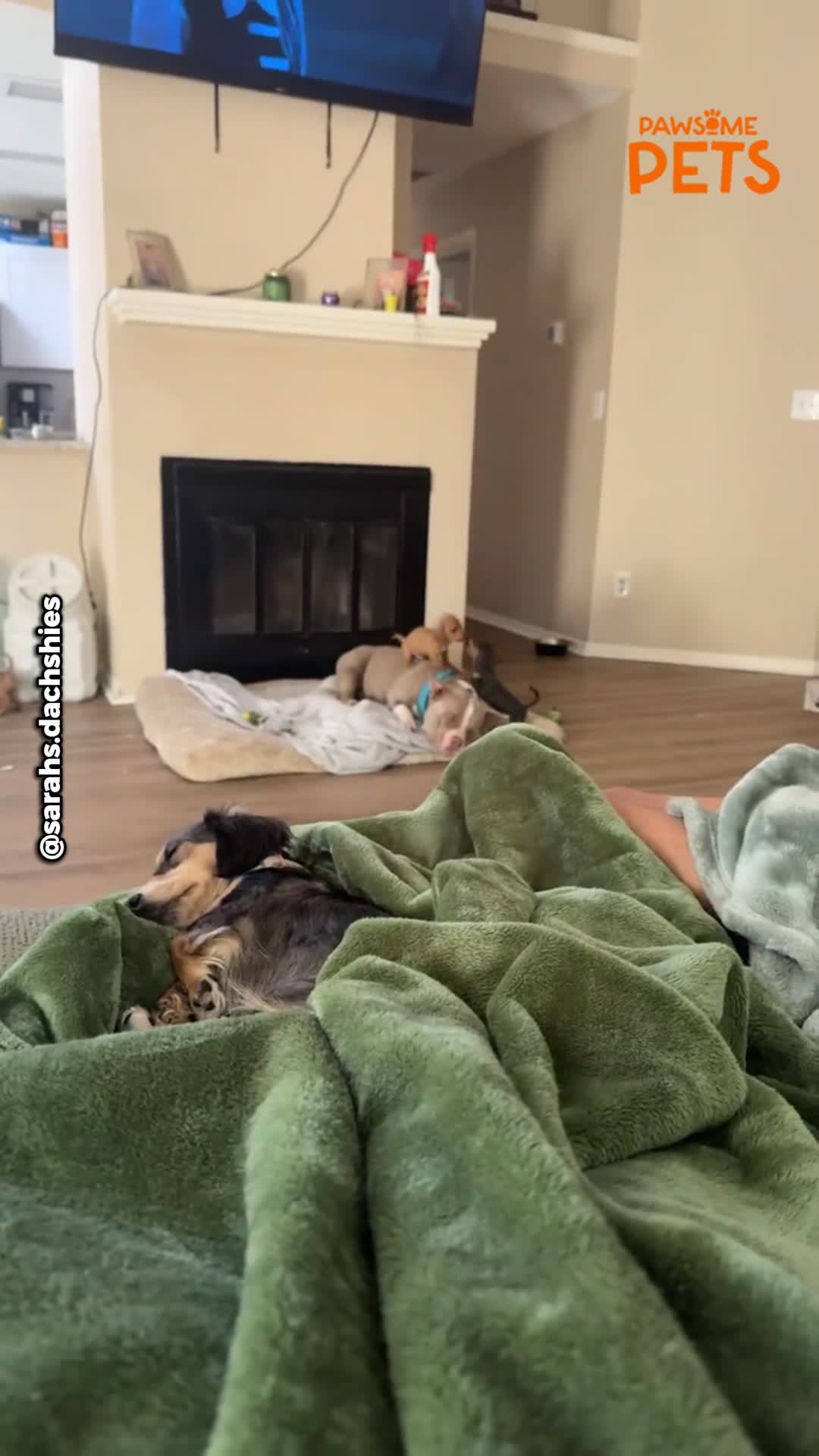 American bully's patience put to the test by two puppies