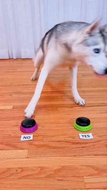 Dog answers fan questions using talking buttons! (Does she like ...