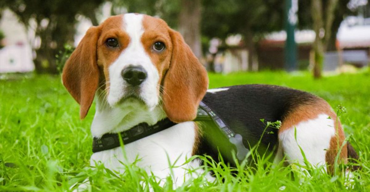 18 dog breeds people think are perfect family pets – until they ...