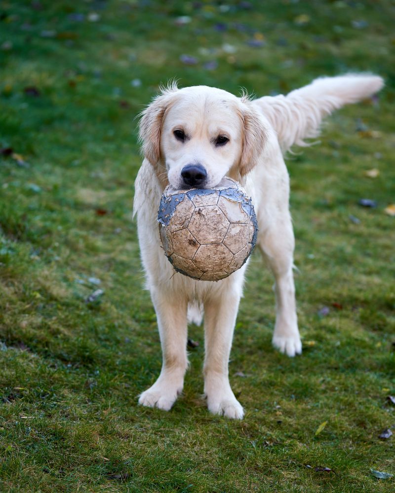 14 dog breeds that form such intense bonds they struggle when you're ...