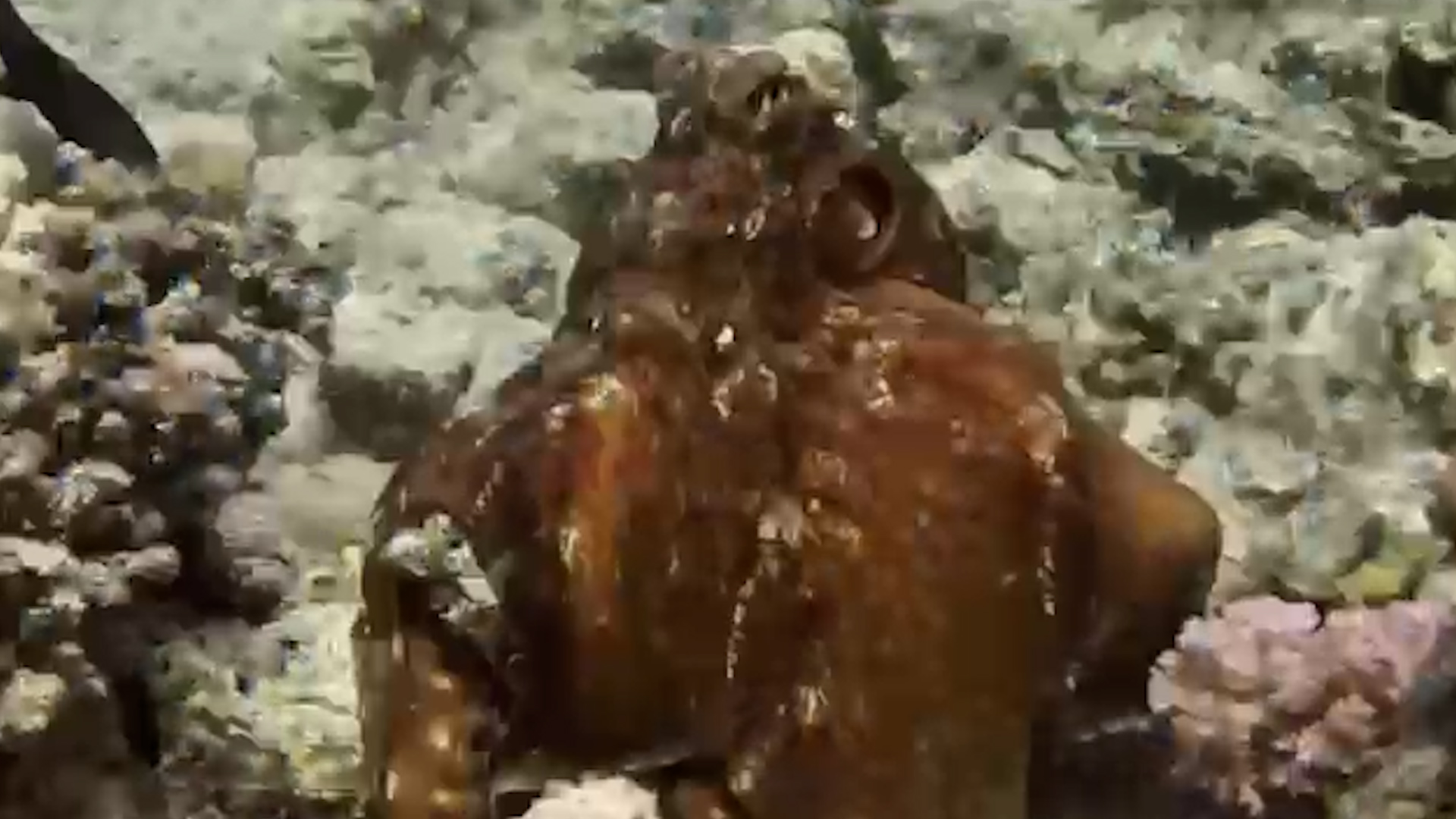 Diver captures remarkable underwater wildlife in Red Sea