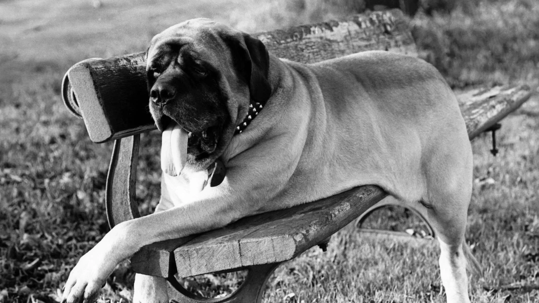 11 large dog breeds with gentle hearts