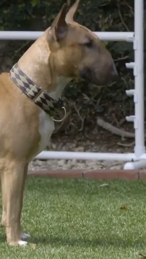 The perfect boxer dog!