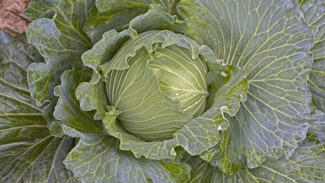 Cabbage nutrition, benefits, and potential risks