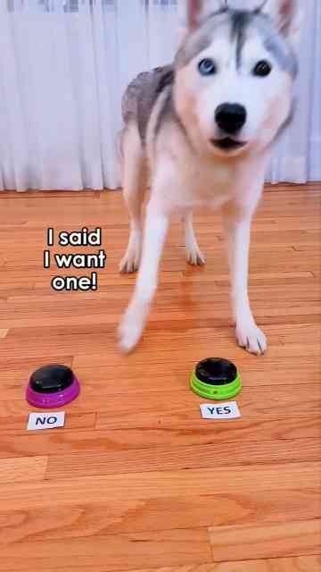 Dog answers fan questions using talking buttons! (Does she want a cat ...