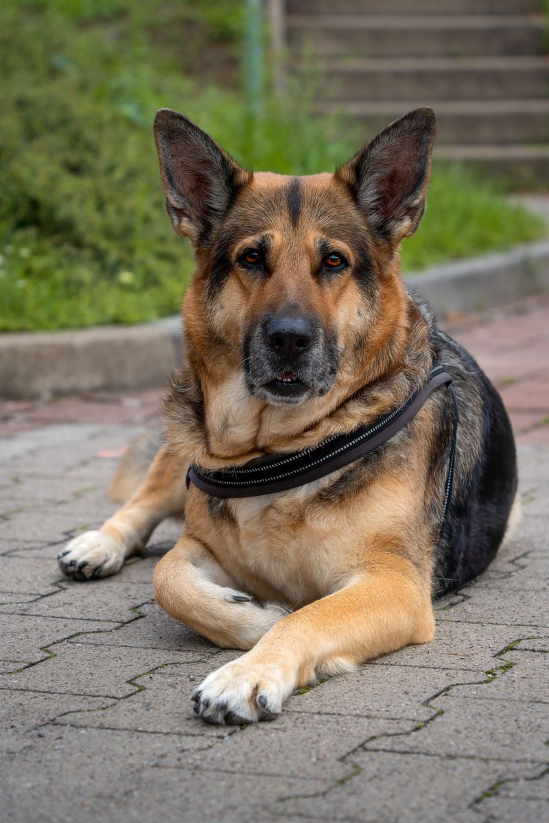 18 dog breeds that demand more attention than most people expect – plus ...