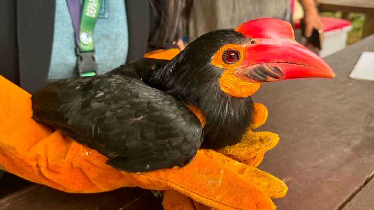 Soldier rescues vulnerable hornbill in Zamboanga del Norte