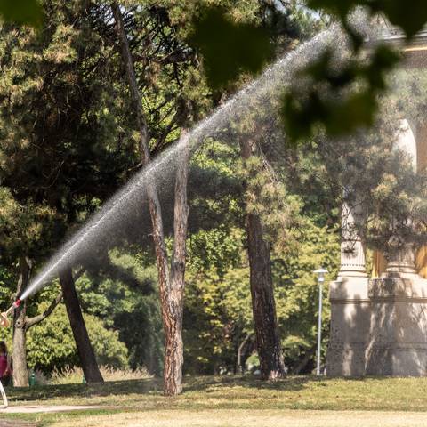 A fák is szomjaznak – közösségi locsolásokon segíthetjük a túlélésüket