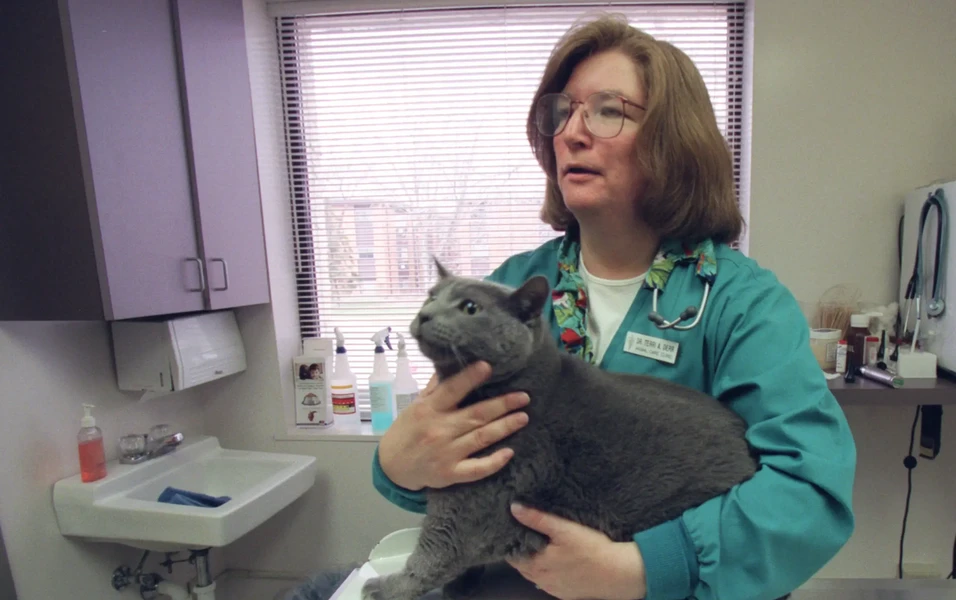 Helping your cat shed pounds safely