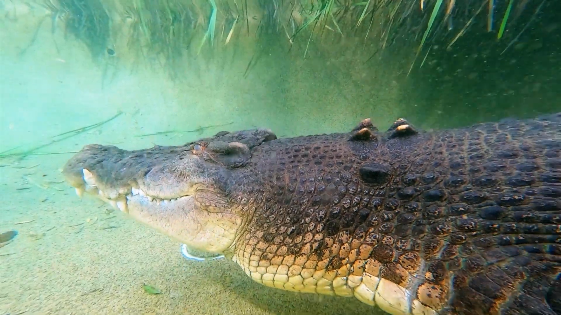 It took four men pulling a rope to stop this giant crocodile, "Don't ...