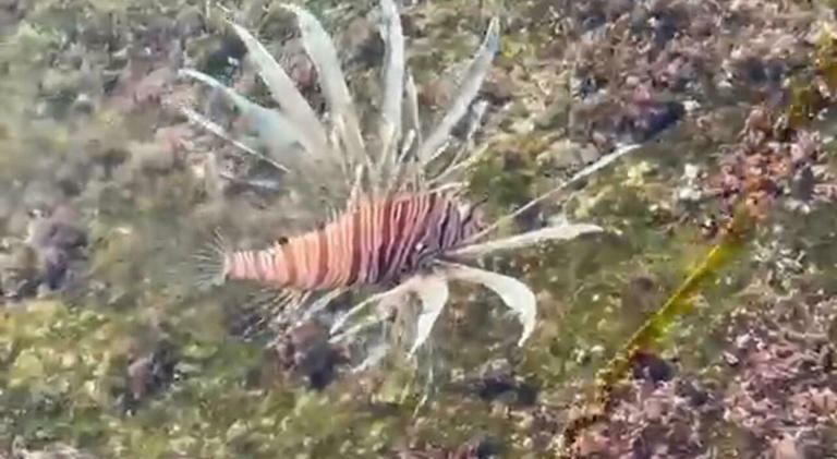 Santa Caterina, pesce scorpione nelle insenature: spettacolo ma rischio ...