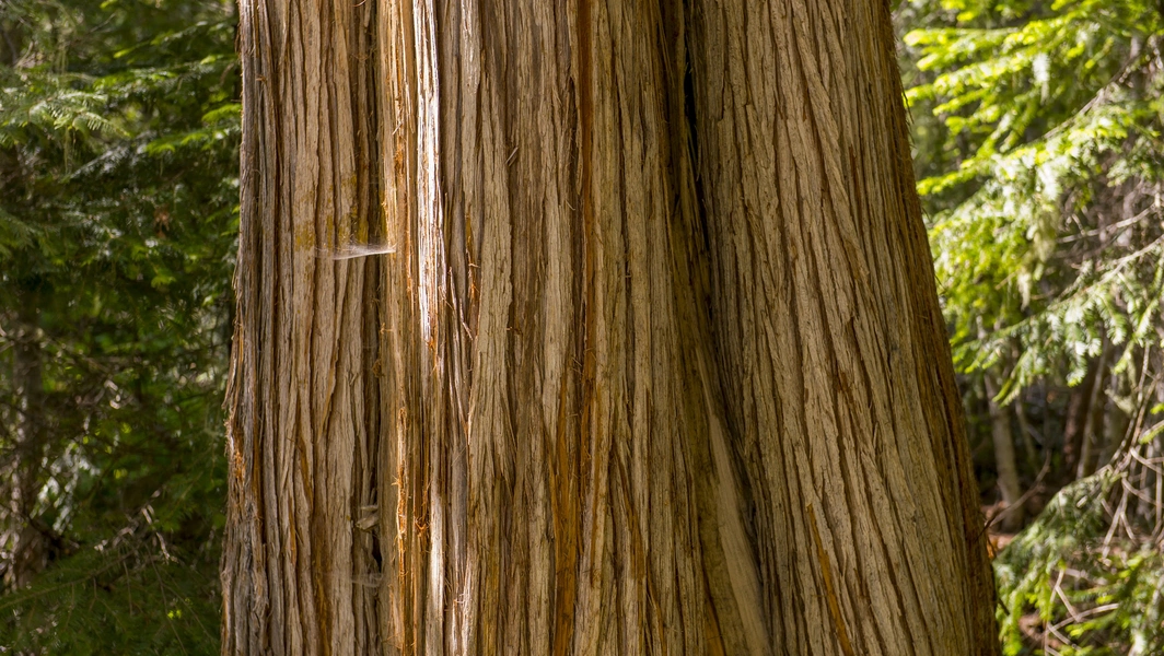 Why cedar planters are worth the build
