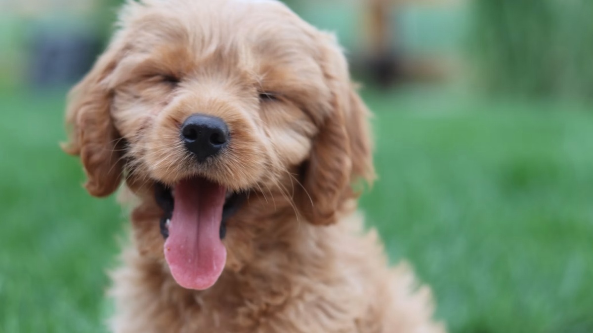 20 classic dog names that vets love to hear (they never get tired of them)