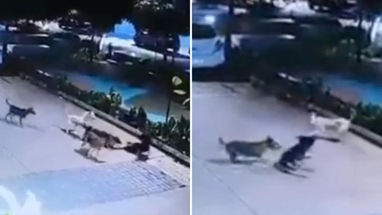 Pack of four stray dogs maul 5-year-old boy in Chhattisgarh colony ...