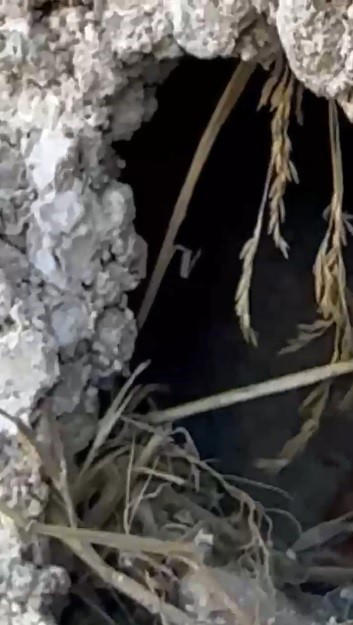 Kars’ta sıva altından gelen ses hayat kurtardı: Usta duvarı kırıp kuş ...