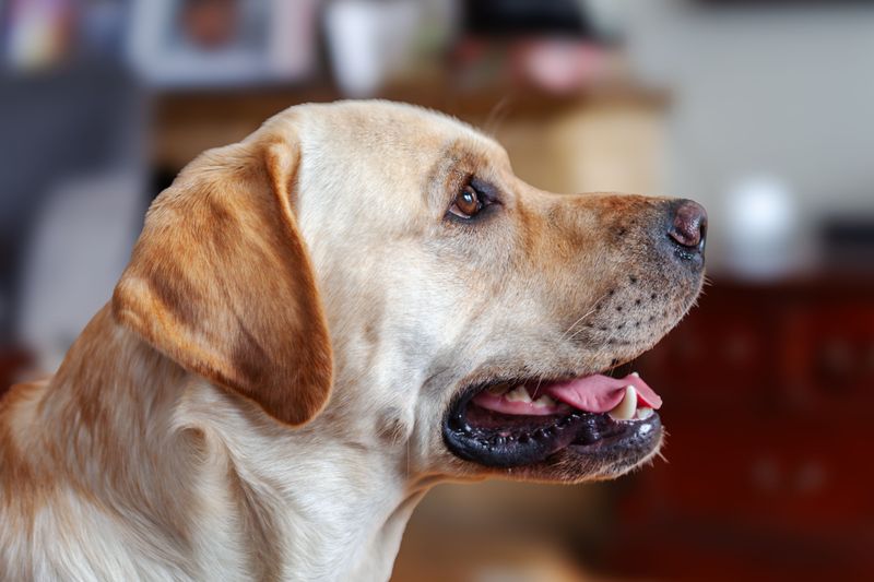 14 dog breeds that form such intense bonds they struggle when you're ...