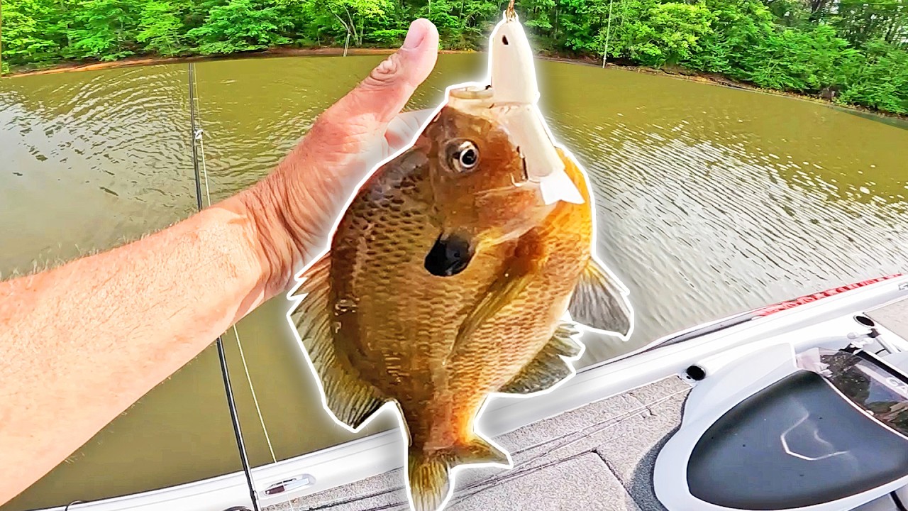 Glide baits for monster bluegill BFS fishing