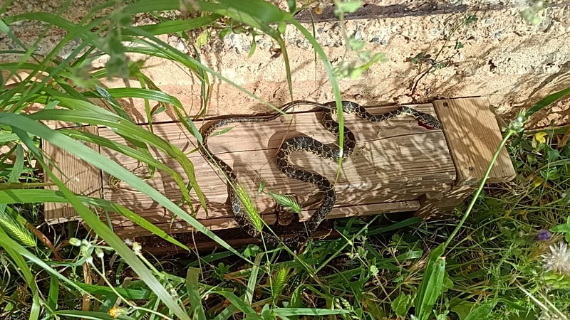 Praga de cobras ameaça as Ilhas Baleares
