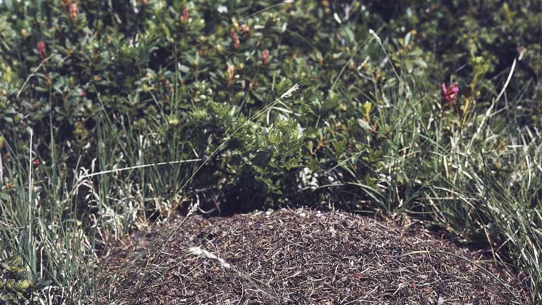 Natural methods to remove ant hills